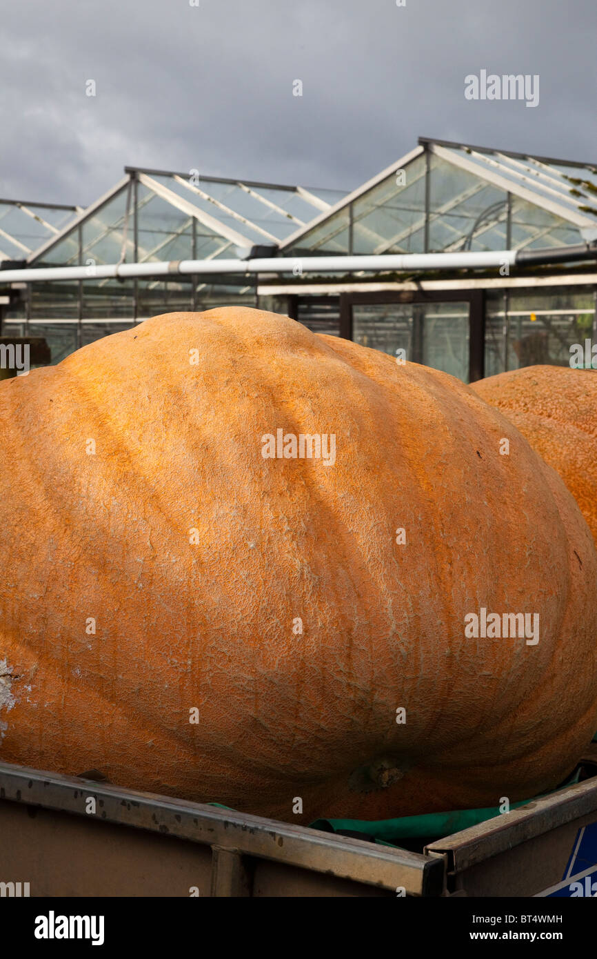 Giant Pumpkin Competition. Growing Championship Pumpkins in Market ...