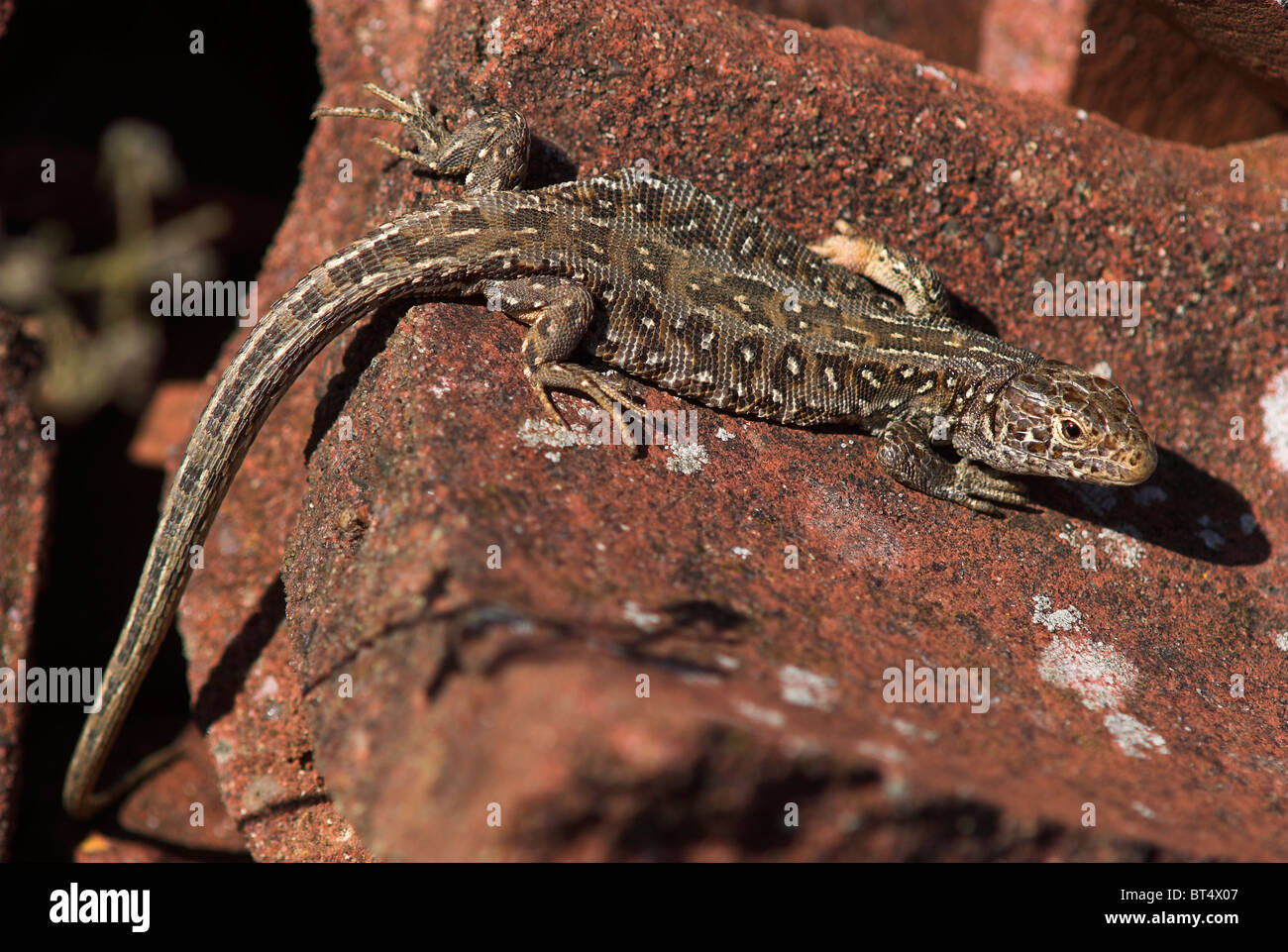 Izard portrait hi-res stock photography and images - Alamy