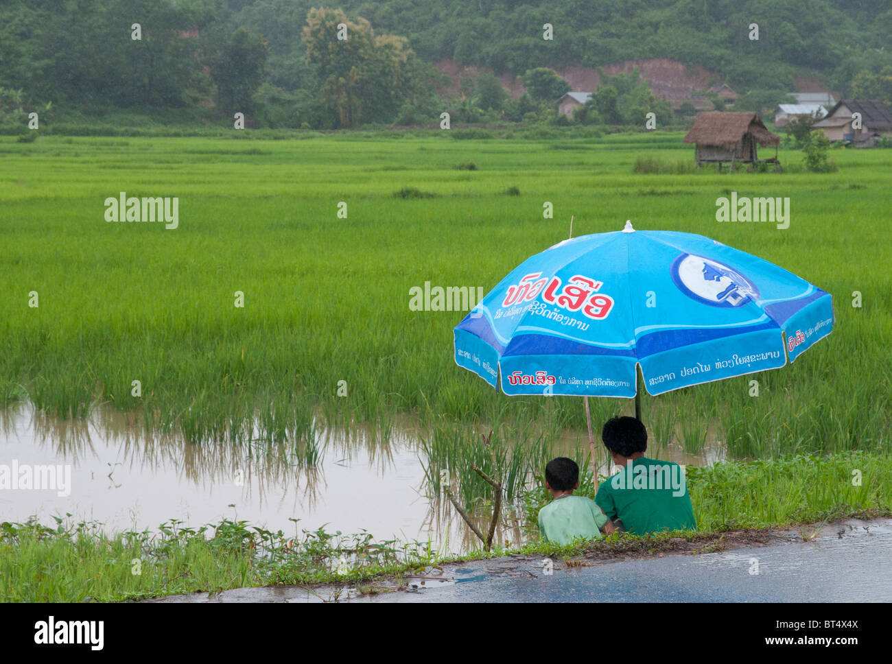 father and son fishing in a pond in rice paddies. luang nam Tha. laos ...