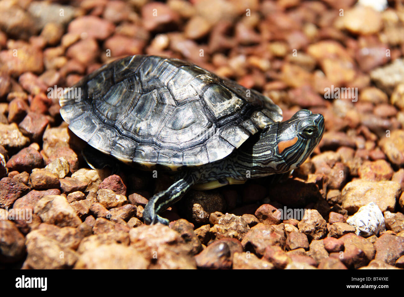 Red eared slider Stock Photo - Alamy