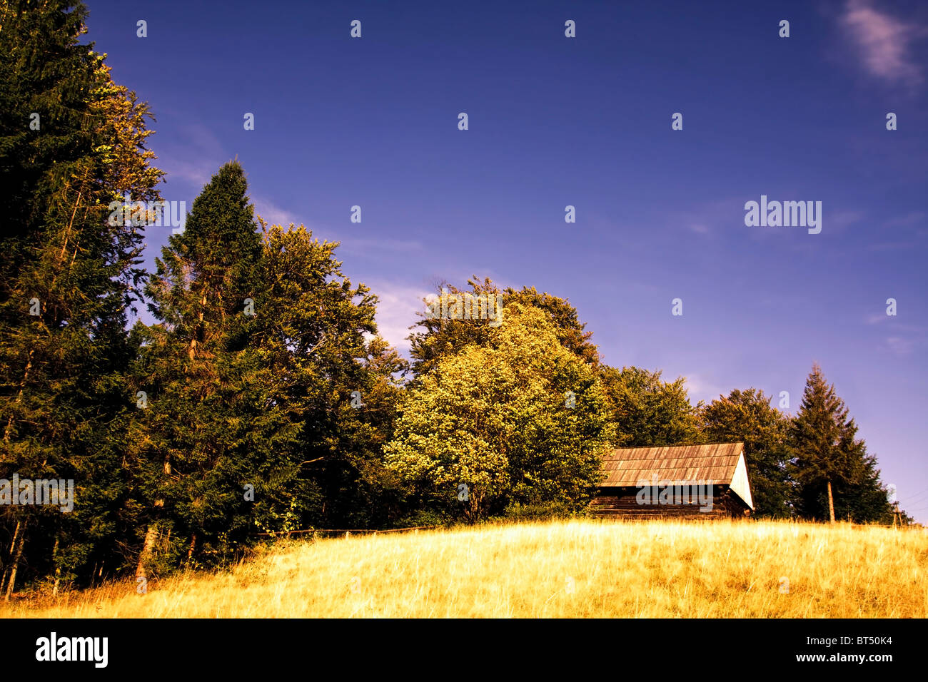 barn in forest Stock Photo - Alamy