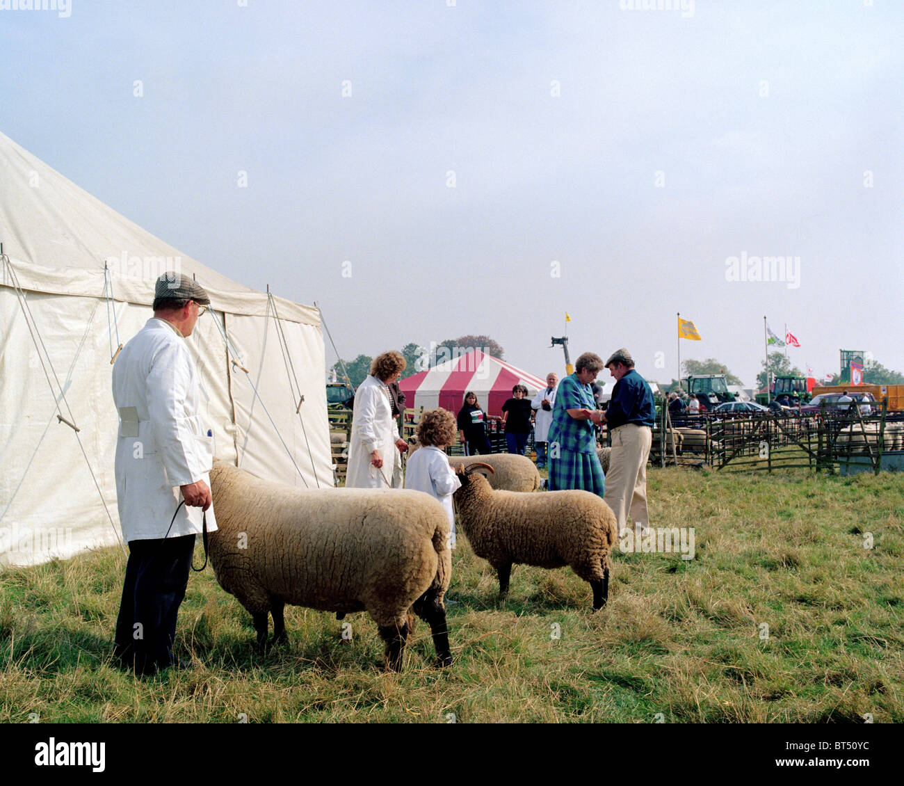 Sheep judging at the Gransden and District Agricultural Show ...