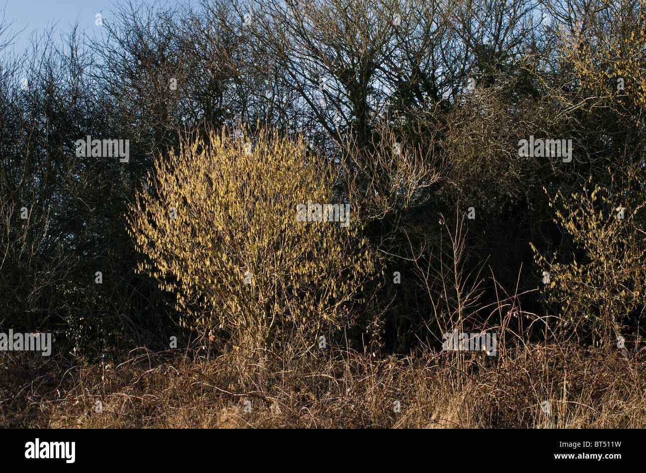 Catkins on a Hazel tree, (Corylus), growing amongst other trees Stock ...