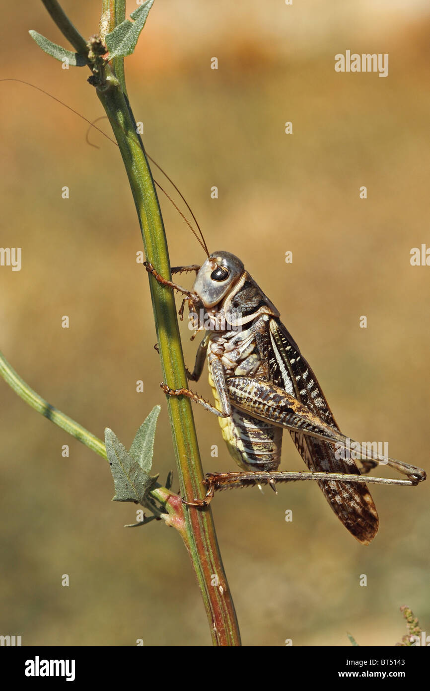 White-faced Bush Cricket Decticus albifrons Stock Photo - Alamy