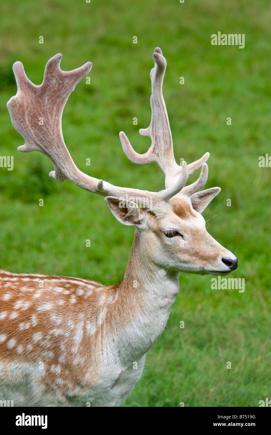 Fallow deer in the wilderness, Black Forest, Germany Stock Photo - Alamy