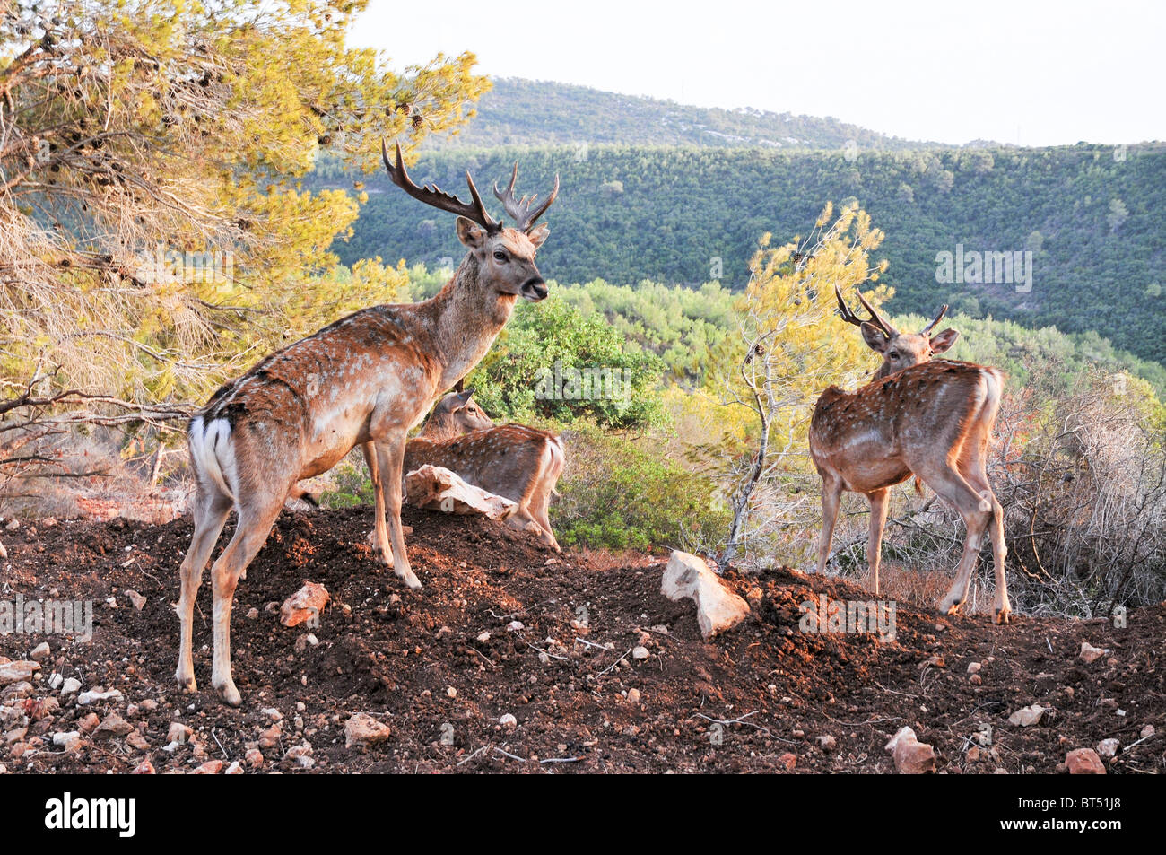 Israel, Carmel Mountains, Persian Fallow Deer (Dama dama Mesopotamica ...