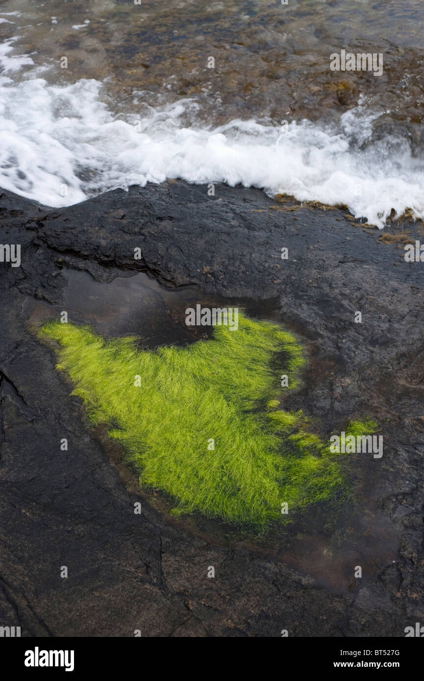 Seaweed shore hi-res stock photography and images - Alamy