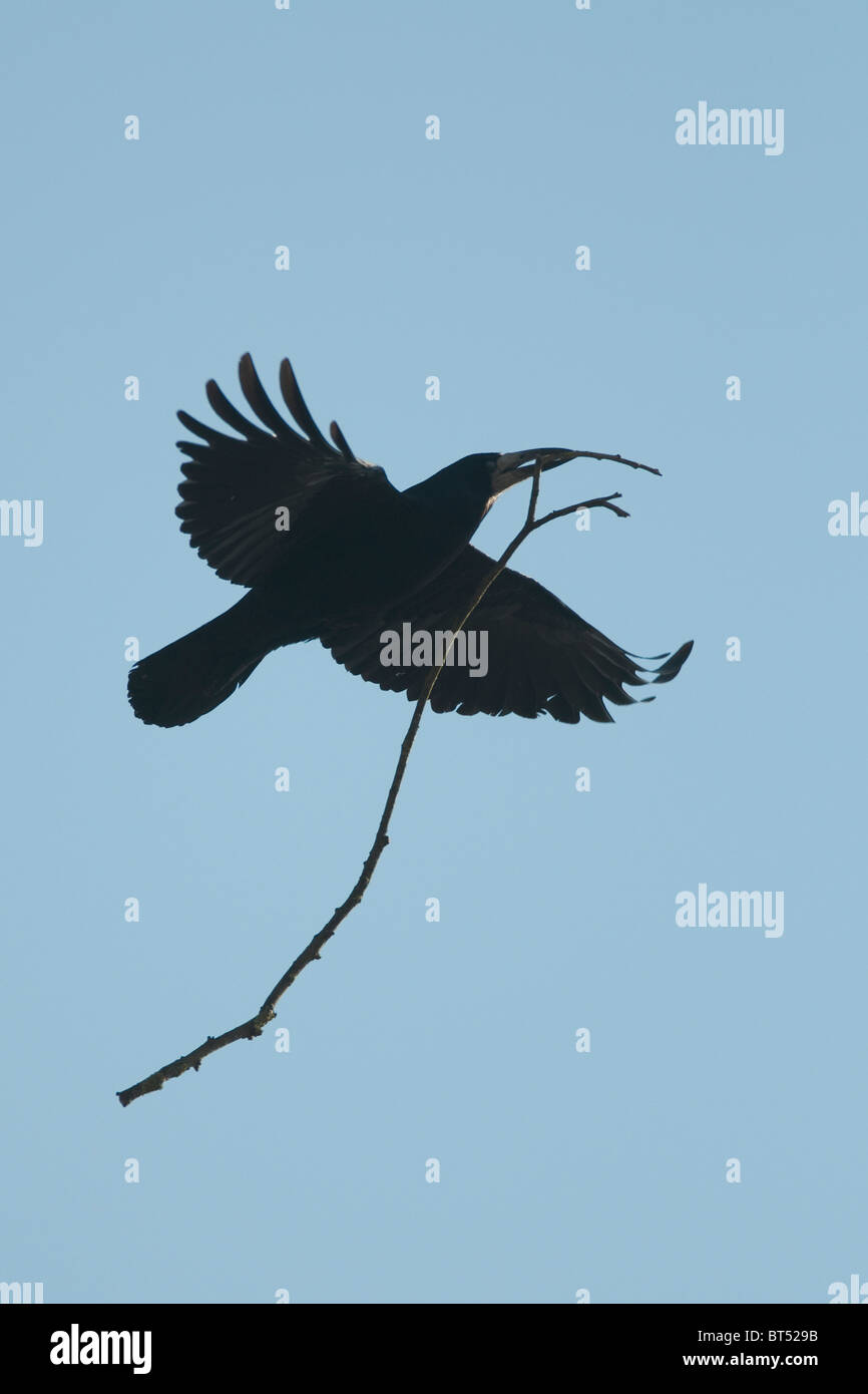 Carrion Crow Nest High Resolution Stock Photography and Images - Alamy