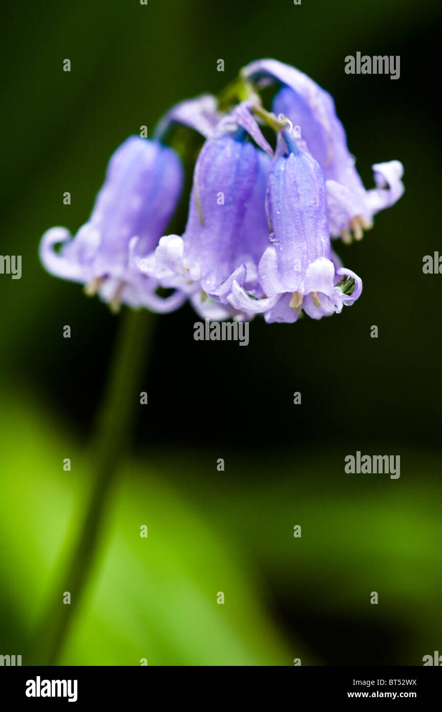 Bluebells in season hi-res stock photography and images - Alamy