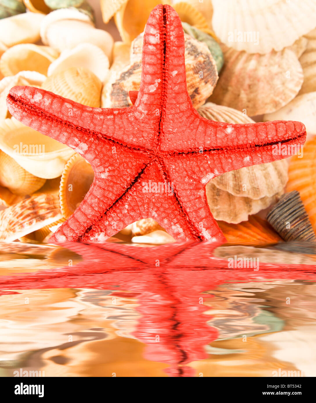 Diving red sea pearl hi-res stock photography and images - Alamy