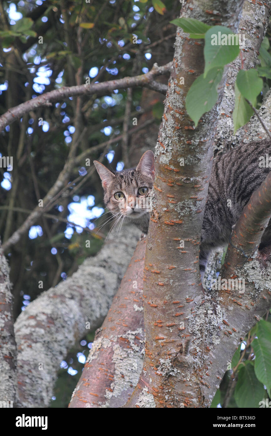 Tabby cats hi-res stock photography and images - Alamy