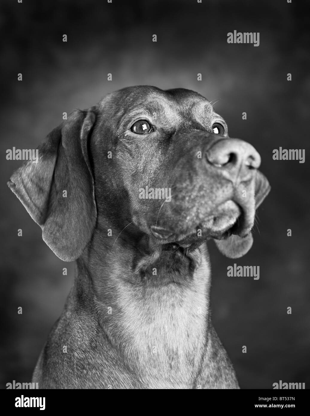 Hungarian vizsla Black and White Stock Photos & Images - Alamy