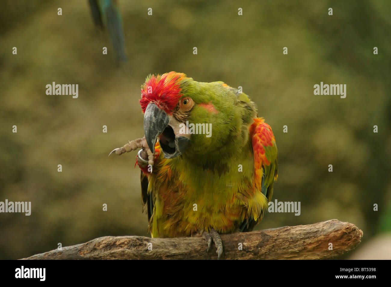 Angry Parrot High Resolution Stock Photography and Images - Alamy
