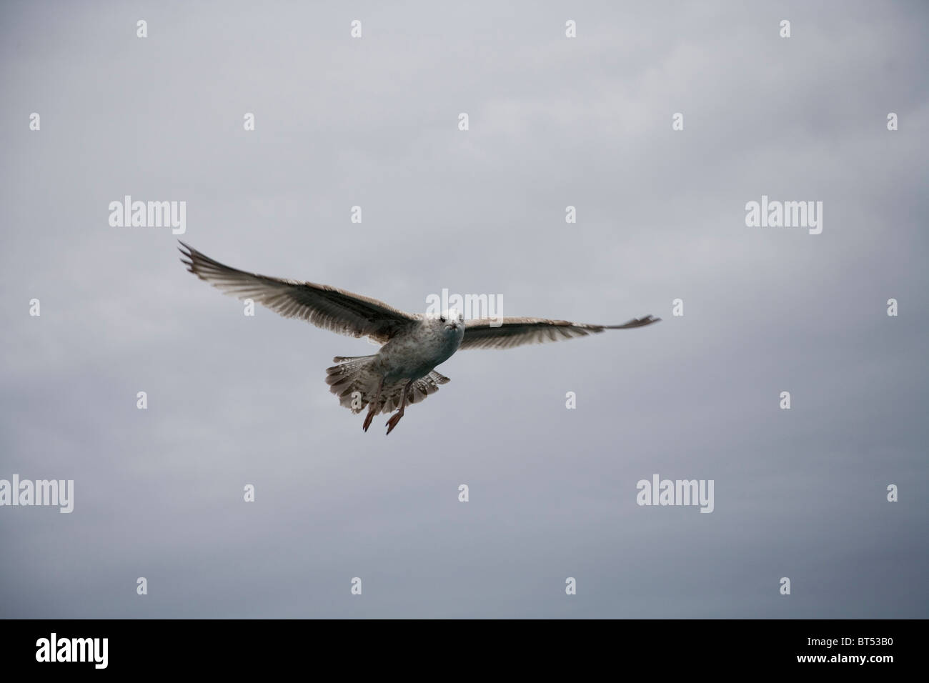 Sea gull in flight above sea Stock Photo - Alamy