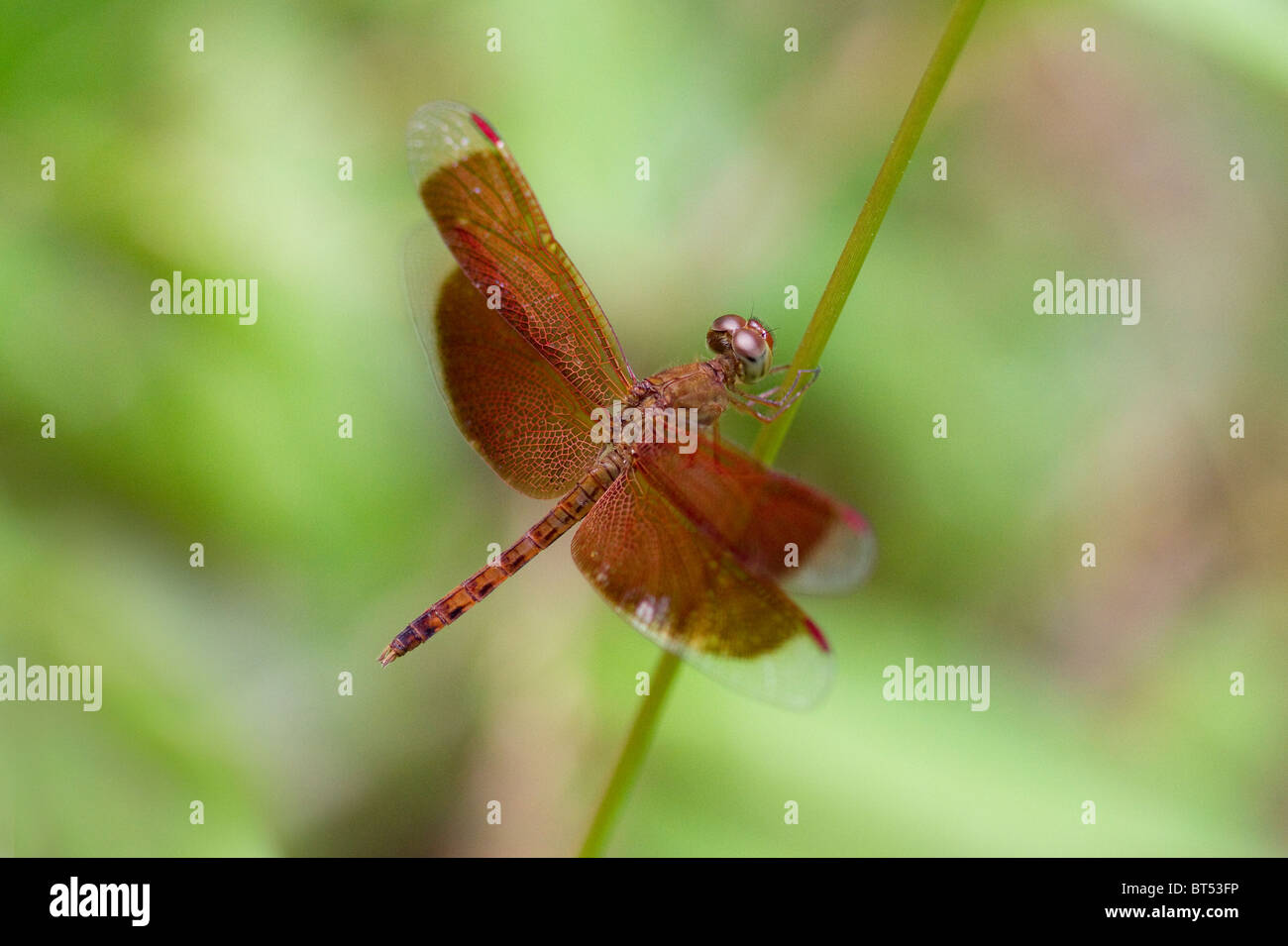 Neurothemis fluctuans hi-res stock photography and images - Alamy