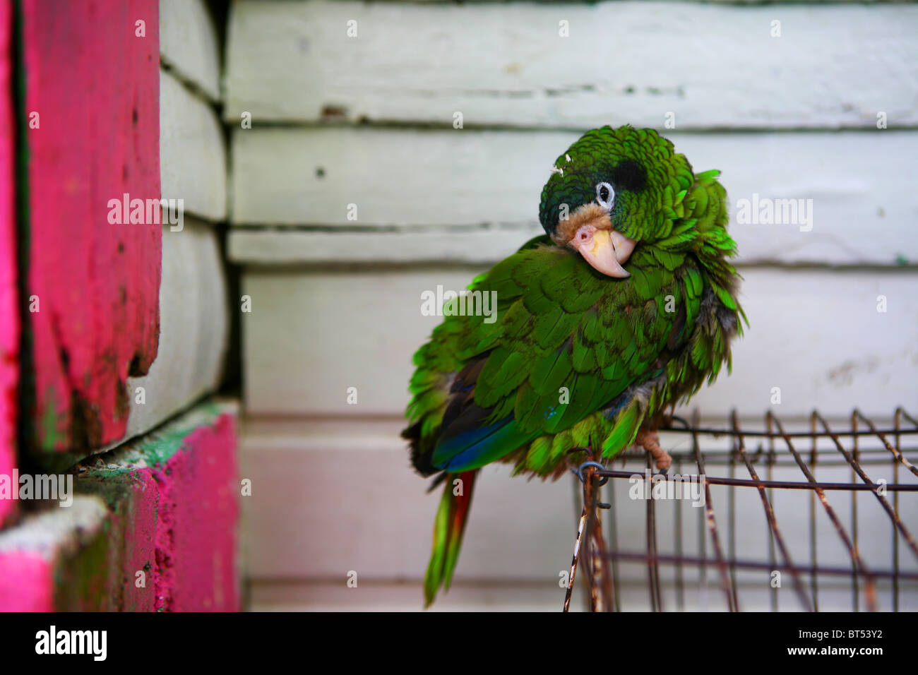 Green Parrot sat on a cage outside of a real Dominican Republic family ...
