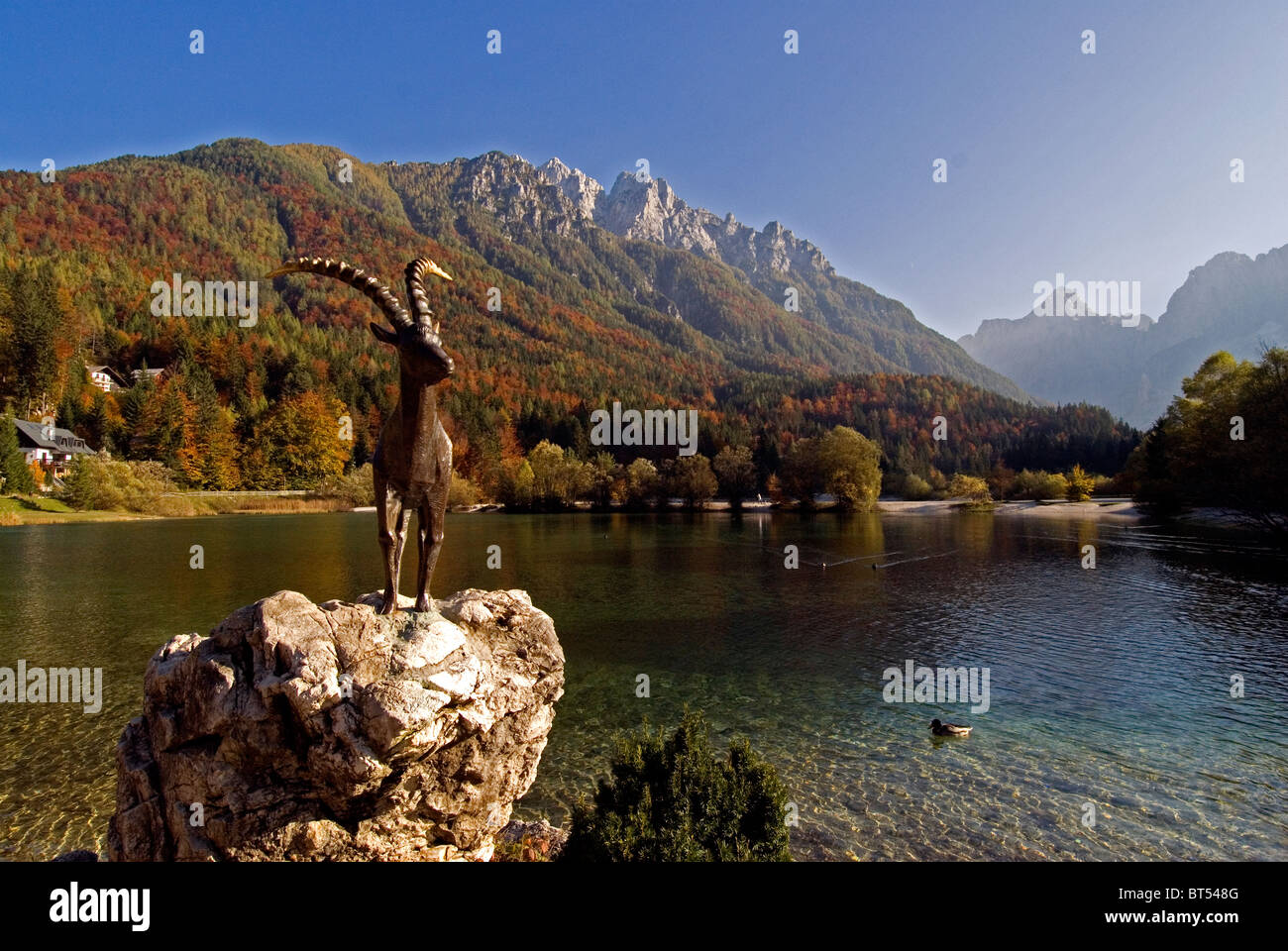 Ibex at Lake Jansa Stock Photo - Alamy