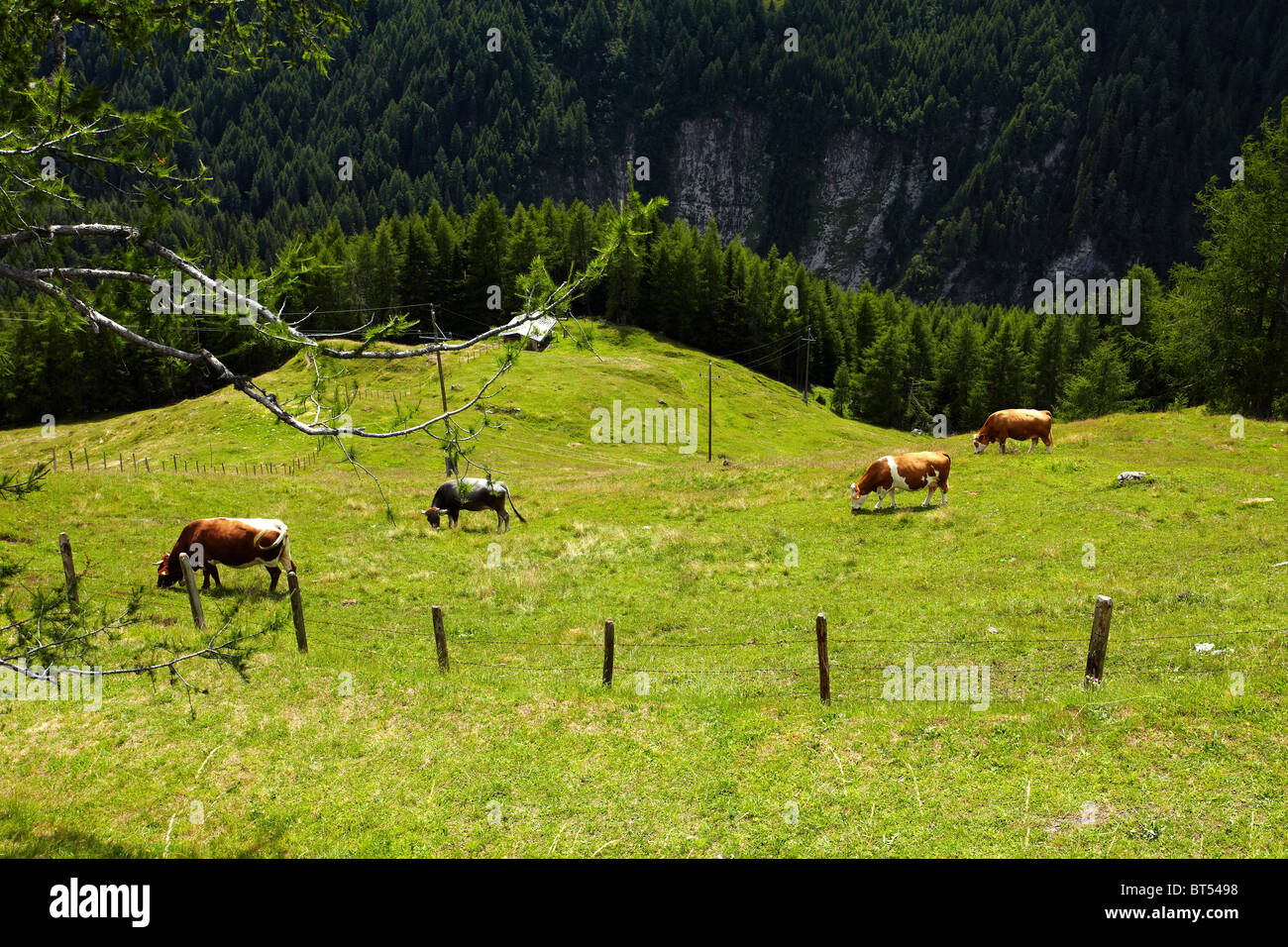 Grassy places hi-res stock photography and images - Alamy