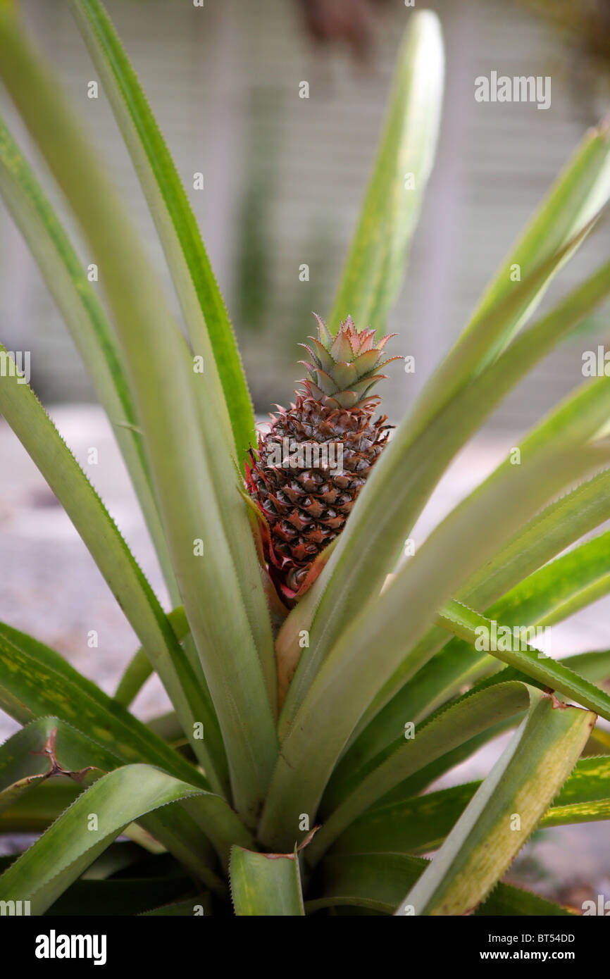 Pineapple Tree Stock Photos & Pineapple Tree Stock Images - Alamy