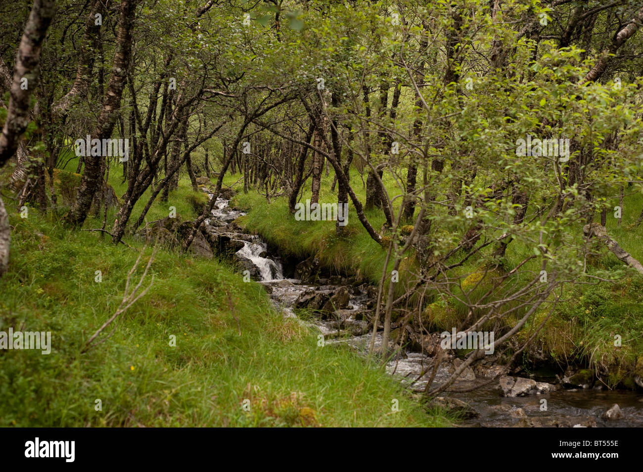 Stream in mountain forest Stock Photo - Alamy
