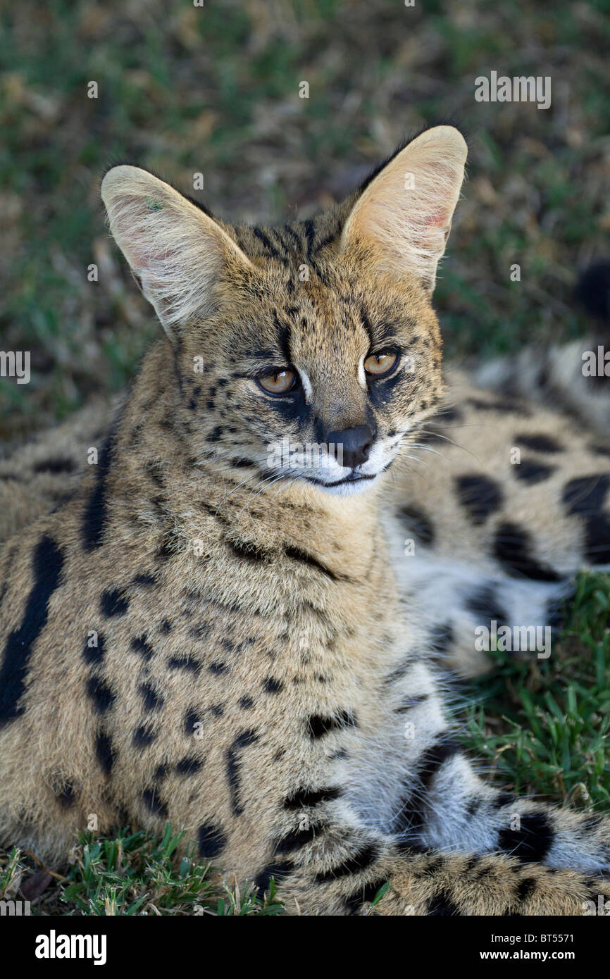 Serval Cat Resting Stock Photo - Alamy