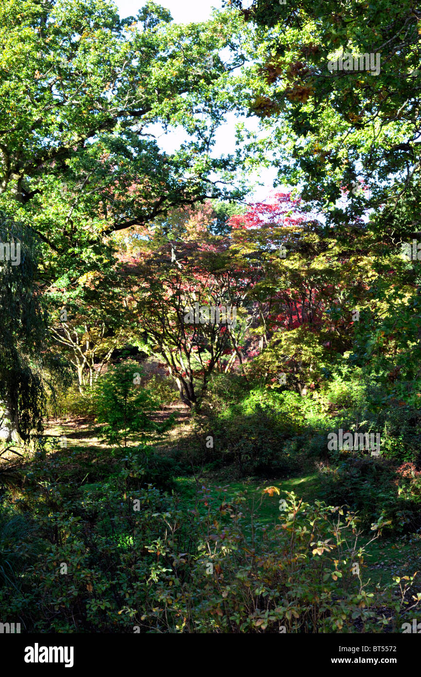 autumnal foliage on display in exbury gardens new forest england uk ...