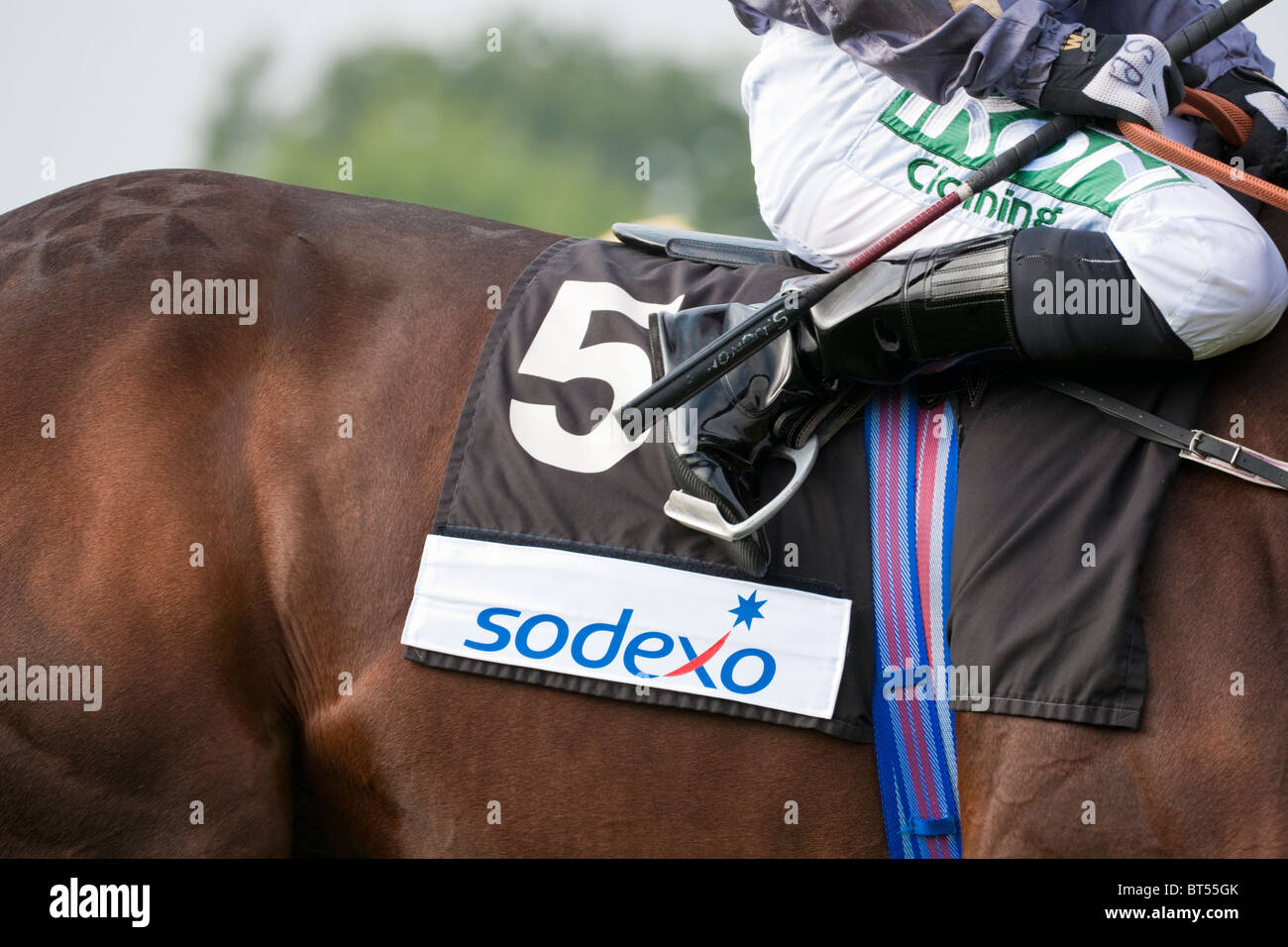 Rump horse hi-res stock photography and images - Alamy