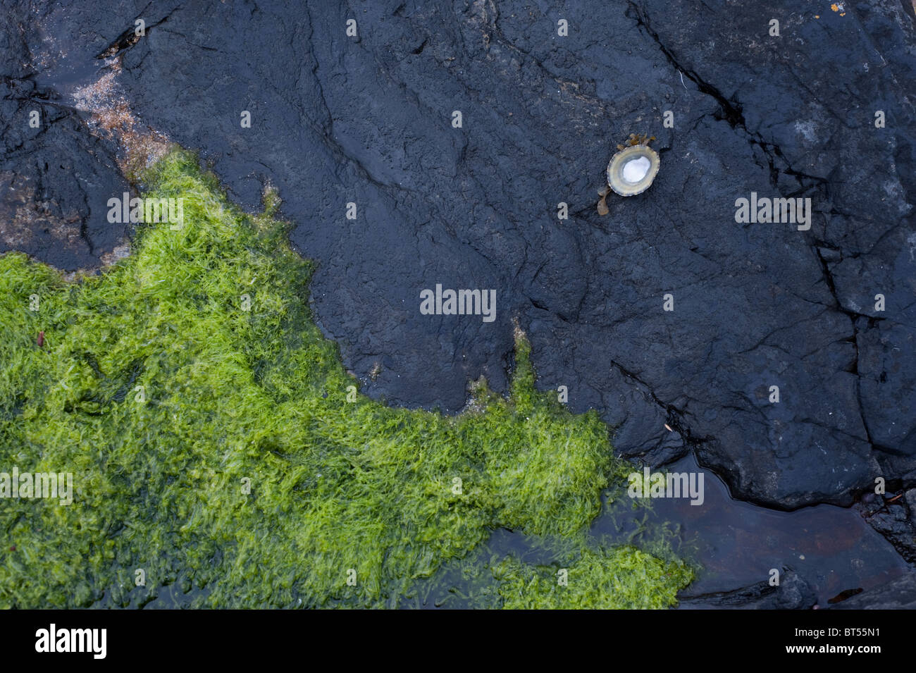 Rock seashell hi-res stock photography and images - Alamy