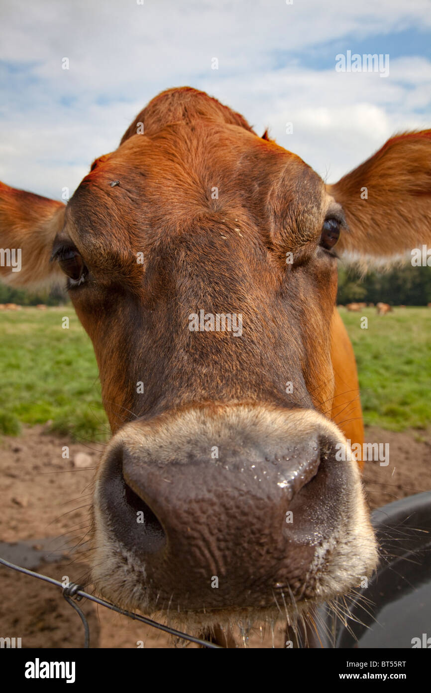 Cow face hi-res stock photography and images - Alamy