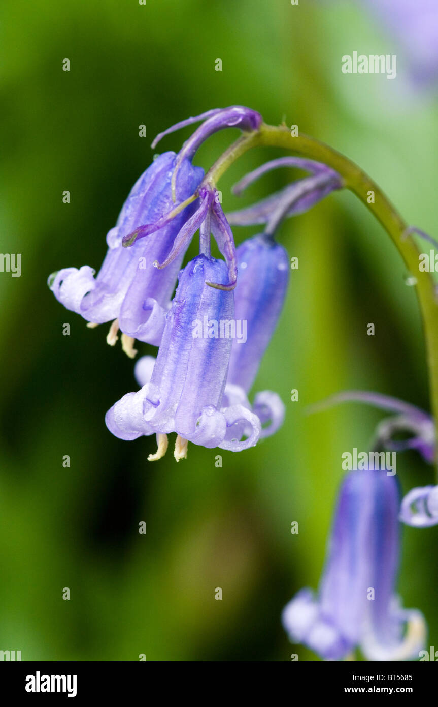 Bluebells in season High Resolution Stock Photography and Images - Alamy