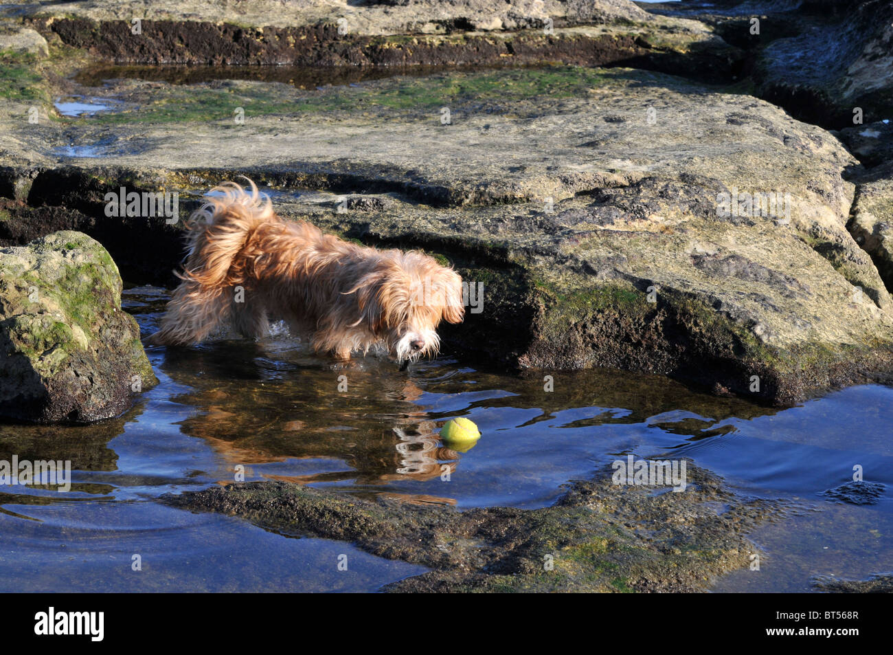 A little brown dog playing with a tennis ball in a pond Stock Photo - Alamy