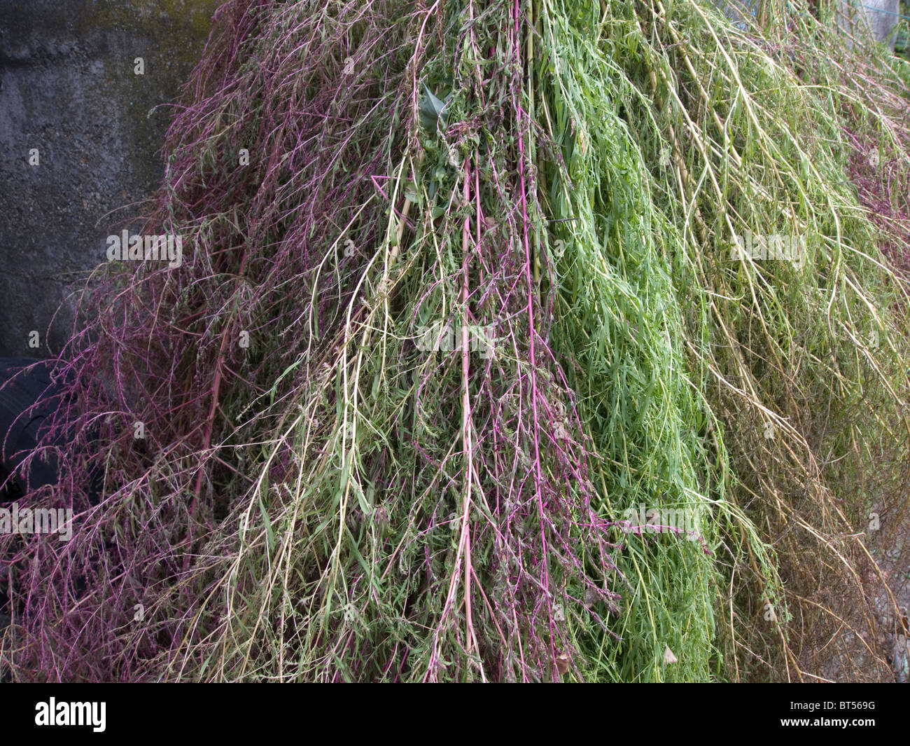 branches of the broom on the drying Stock Photo - Alamy
