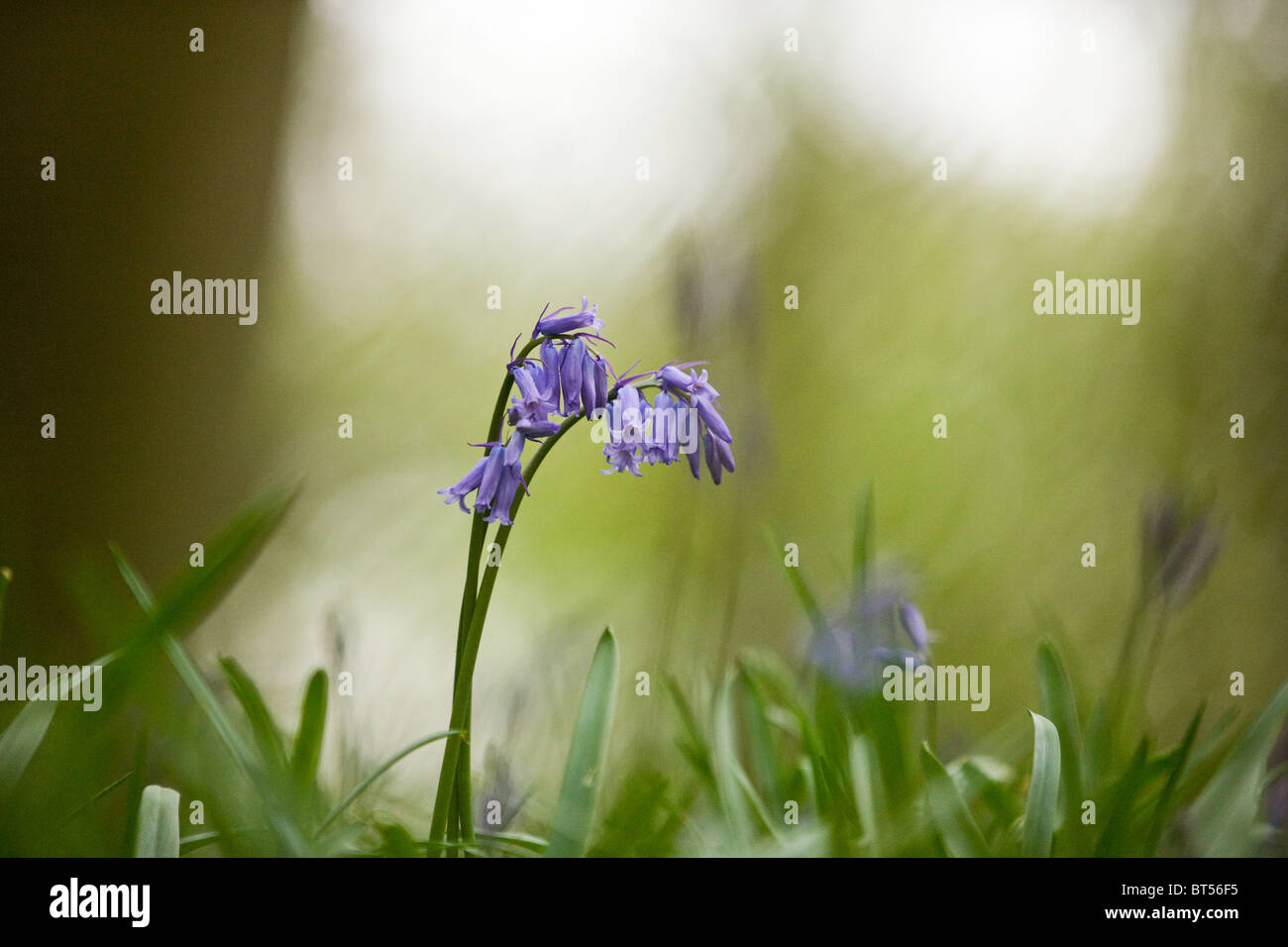 3 bluebells hi-res stock photography and images - Alamy