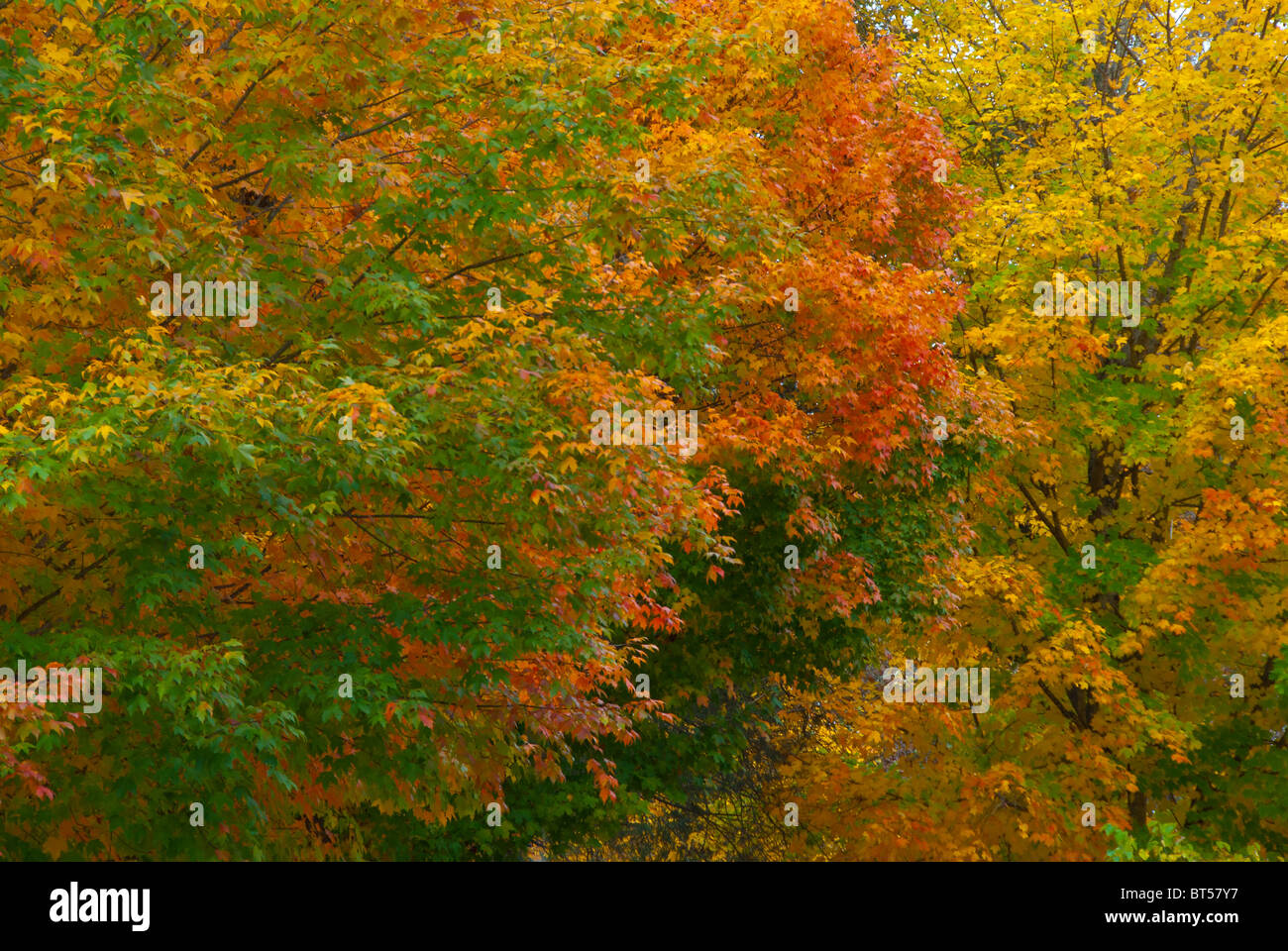Fall foliage in North Carolina, USA Stock Photo - Alamy