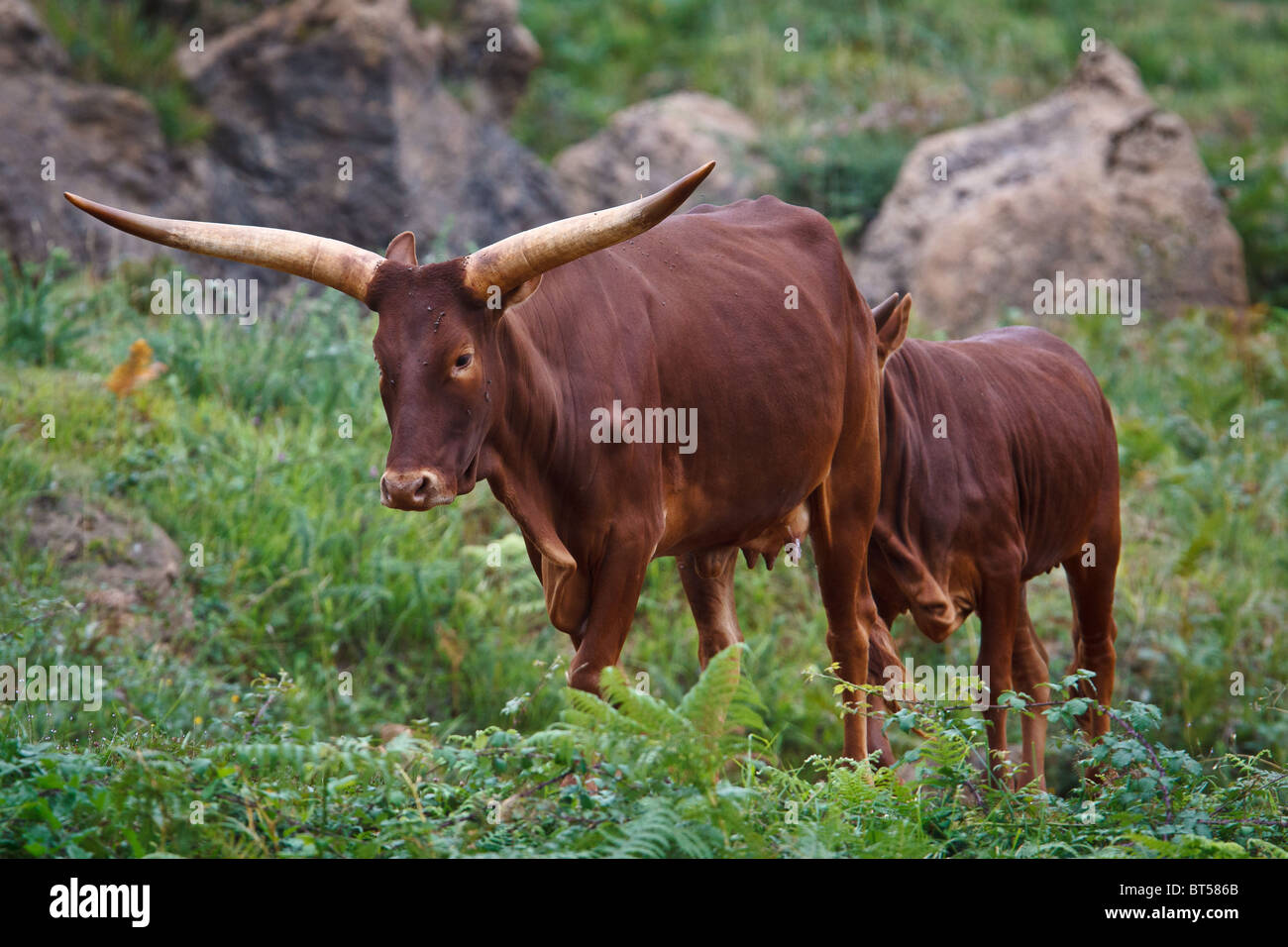 African watusi steer hi-res stock photography and images - Alamy