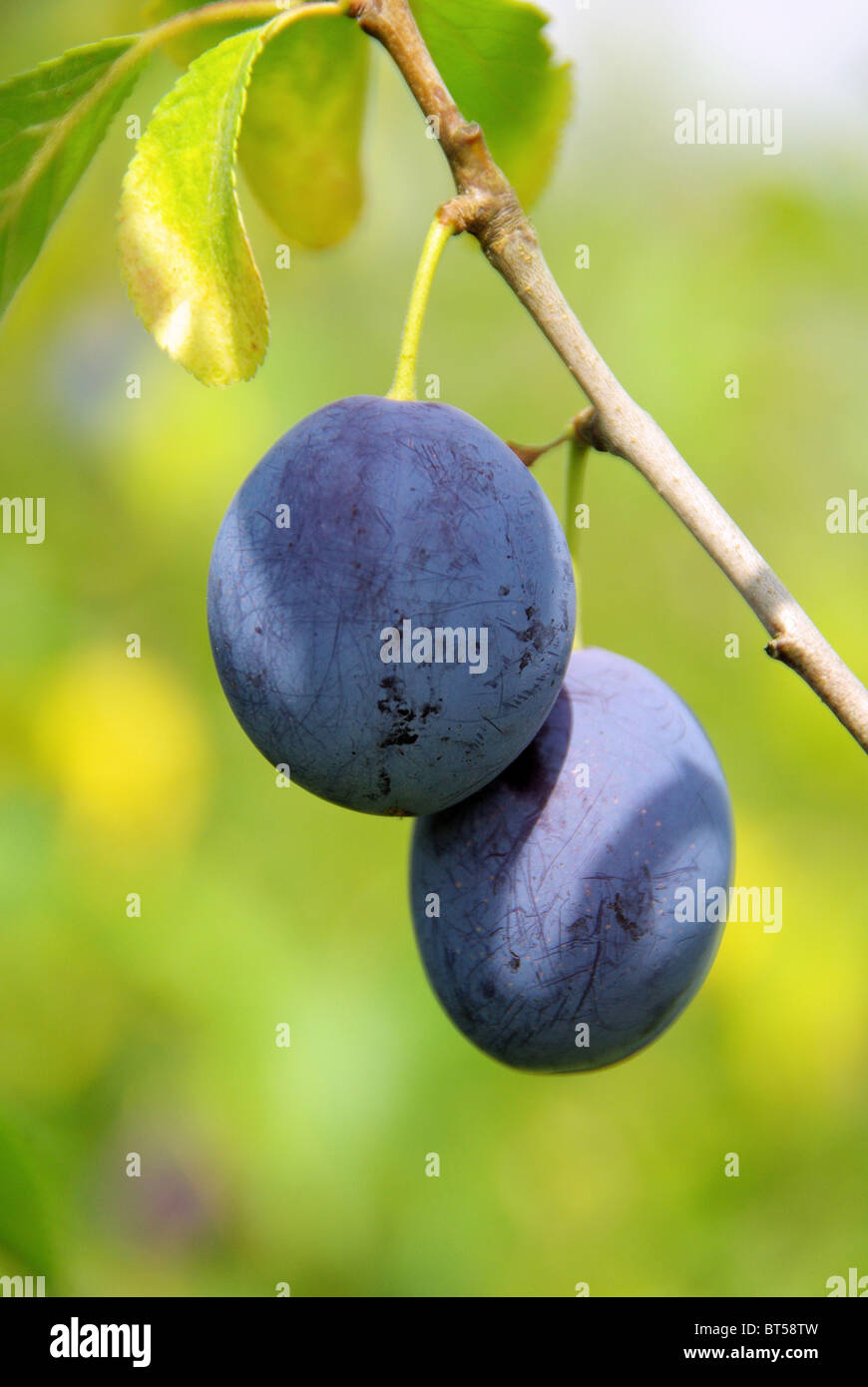 Pflaume Baum - plum tree 09 Stock Photo - Alamy