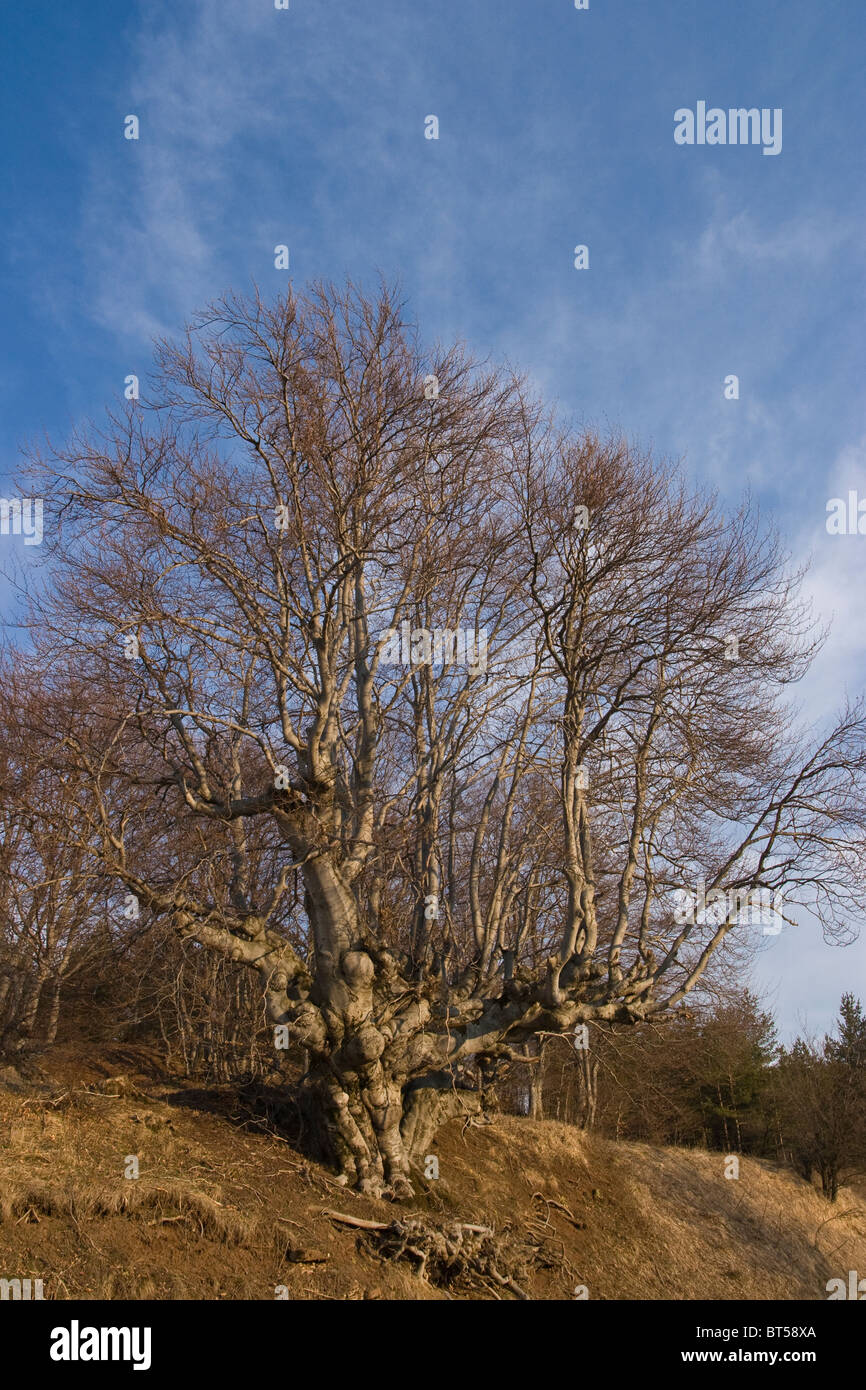 Alone tree without leaves at sunset Stock Photo - Alamy
