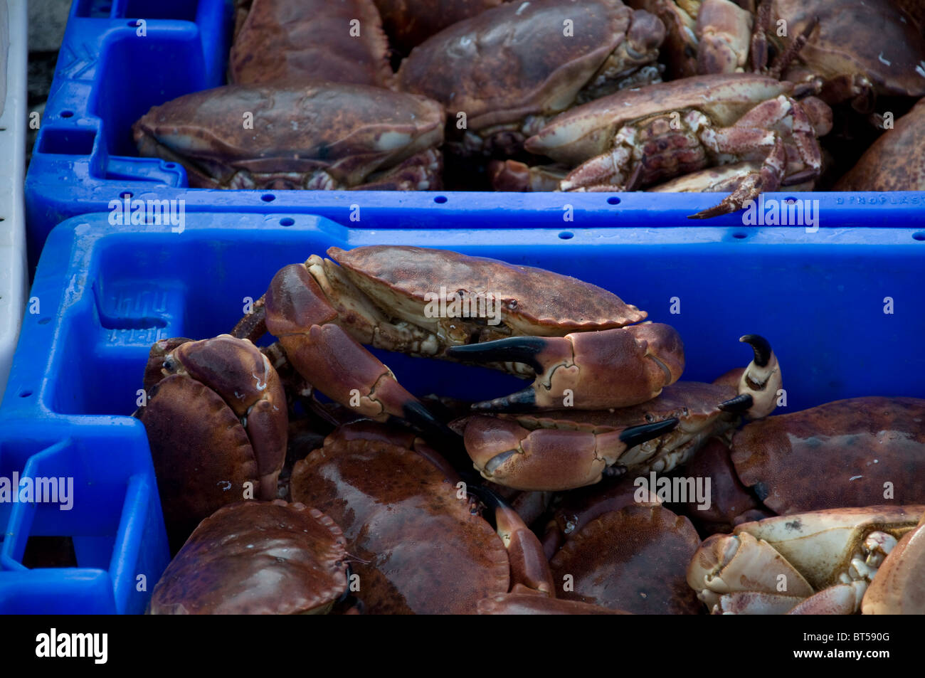 Edible crabs being sorted in Eyemouth, South East Scotland, before ...