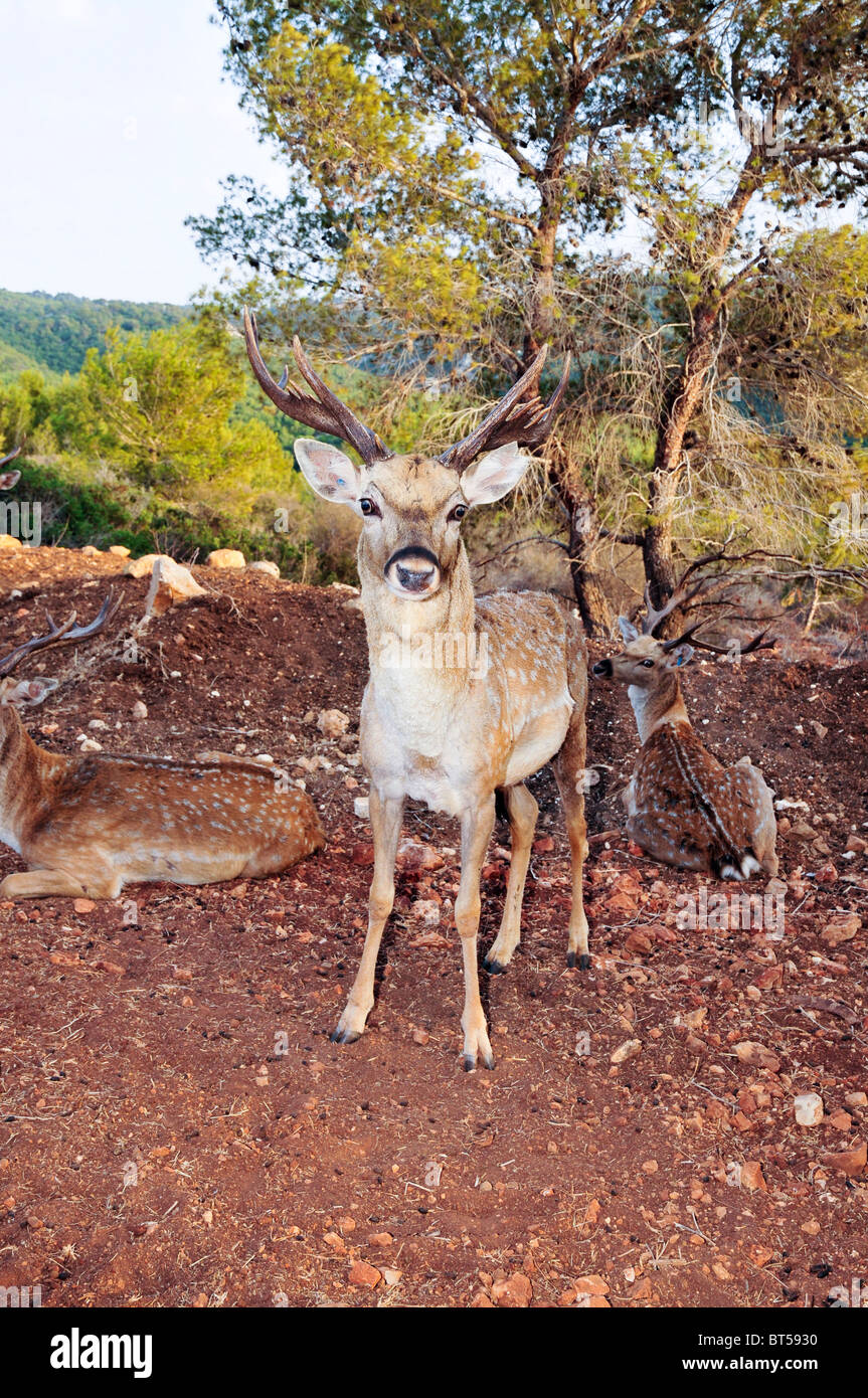 Israel, Carmel Mountains, Persian Fallow Deer (Dama dama Mesopotamica ...