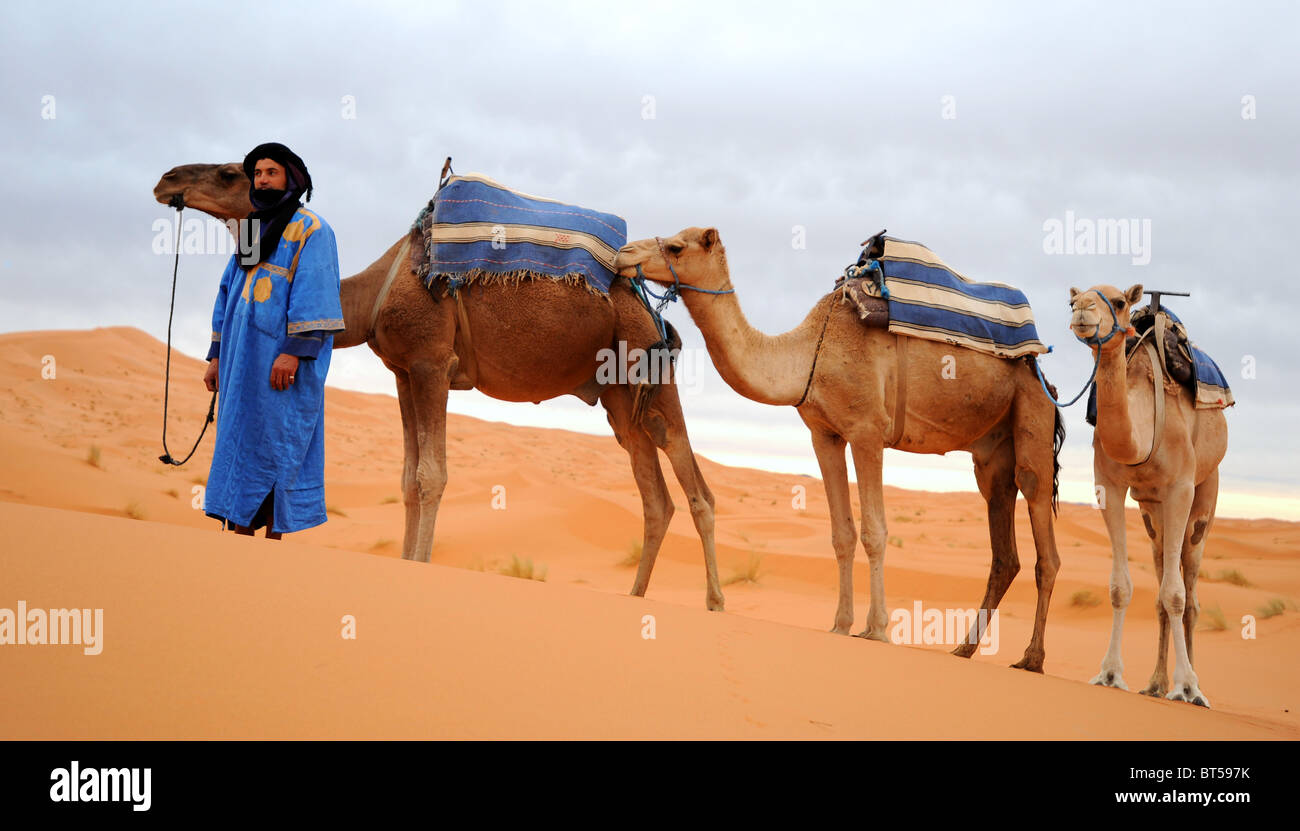 Three Camels High Resolution Stock Photography and Images - Alamy