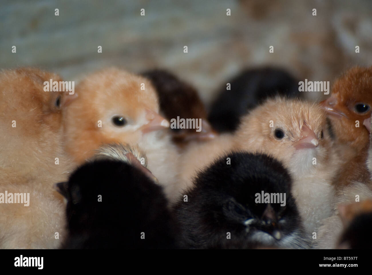 Day old chicks hi-res stock photography and images - Alamy