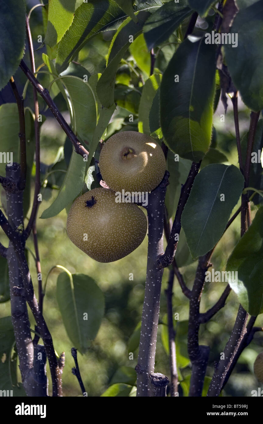 Nashi pear tree from Asia Stock Photo - Alamy