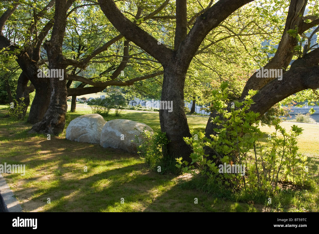 Park in springtime, curved trees, Sandanski town, well-known mineral ...