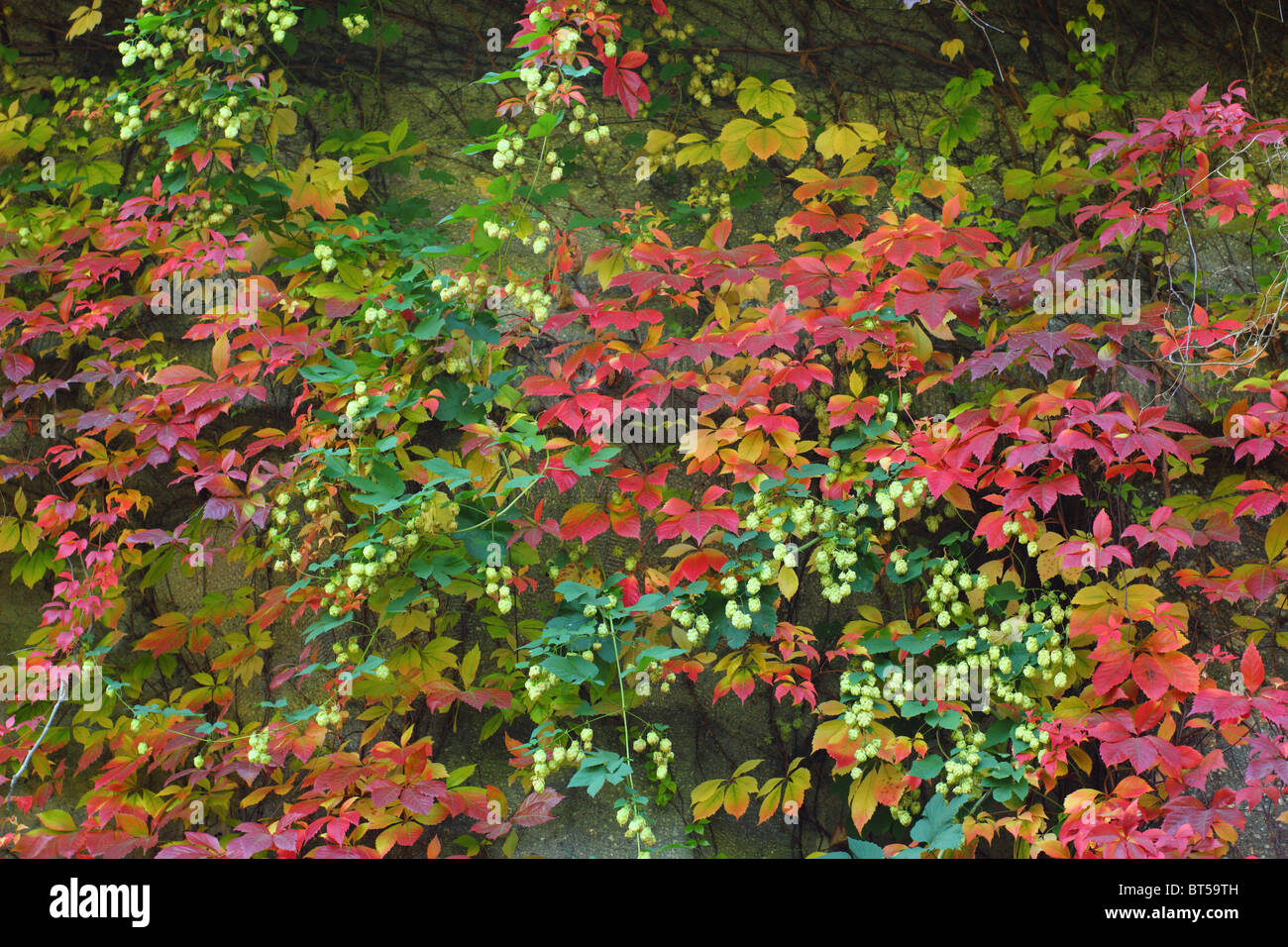 Aggy Creeper Cherry Red