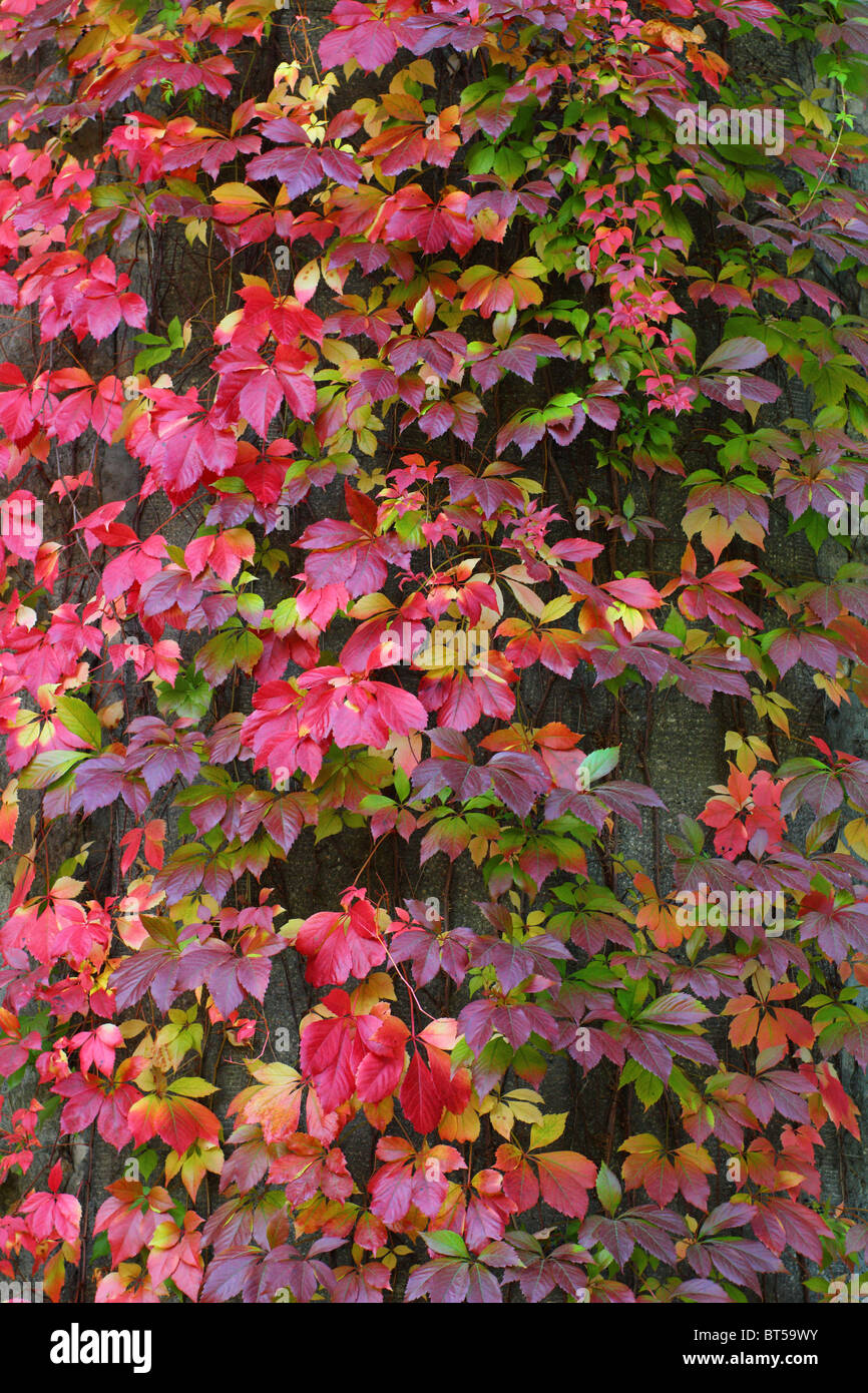 Virginia creeper multicolor leaves in autumn Parthenocissus ...