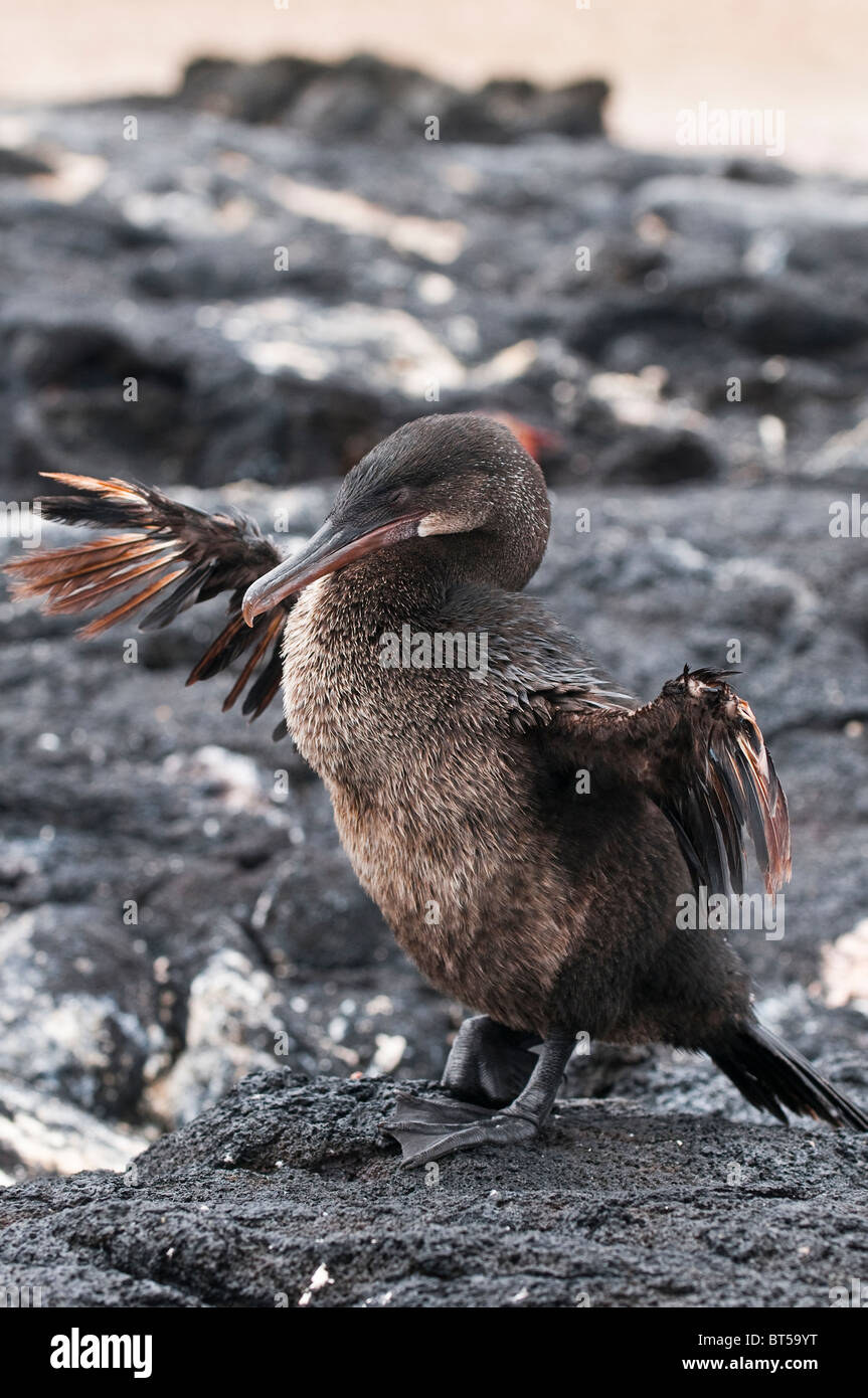 Galapagos Islands, Ecuador. Flightless cormorant (Phalacrocorax harrisi ...