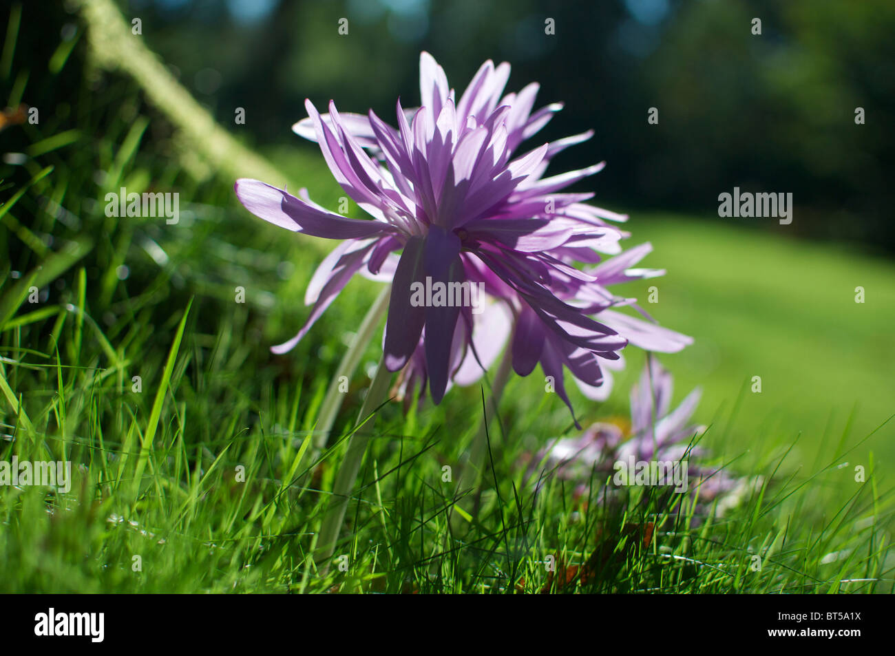 Colchicum, Autumn Crocus Stock Photo - Alamy