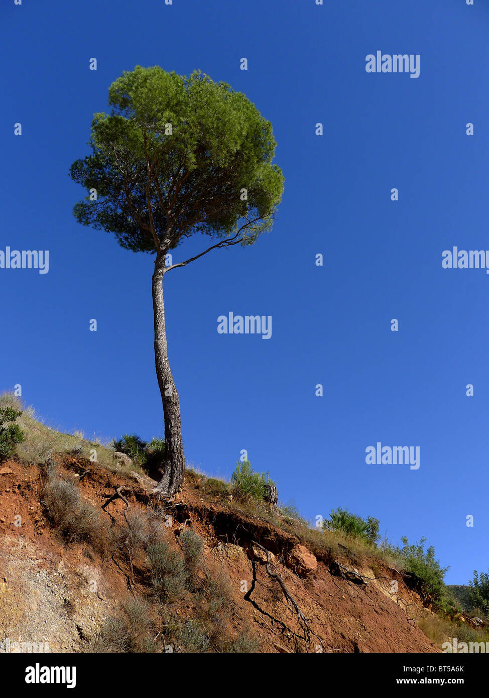 Lonesome tree on a hillside Stock Photo - Alamy