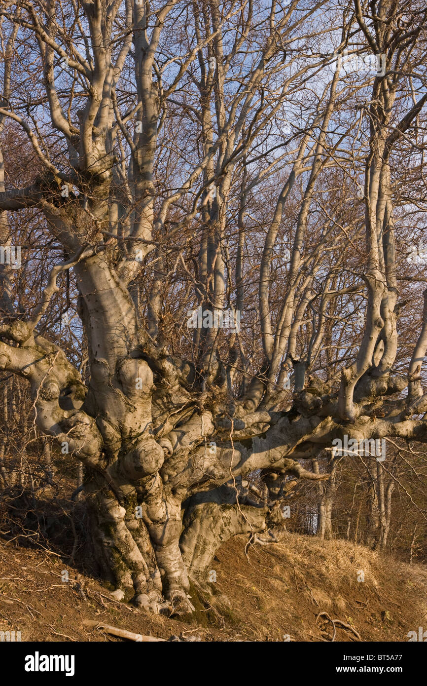 Alone tree without leaves at sunset Stock Photo - Alamy