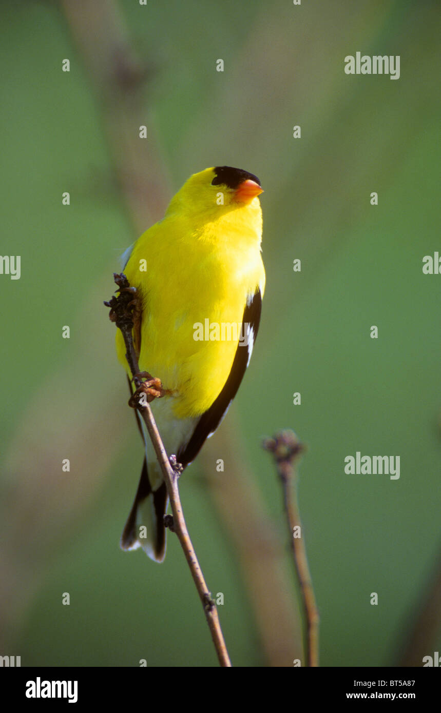 Finch on a Stick Stock Photo - Alamy